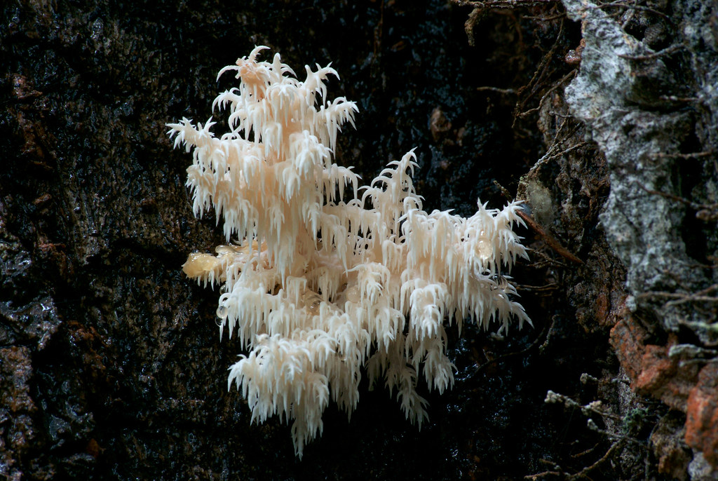 Mushroom Encyclopedia