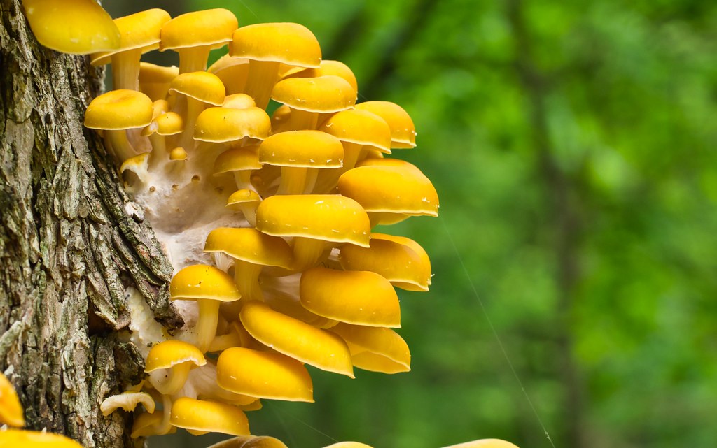 Mushroom Encyclopedia