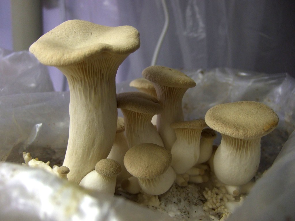 Mushroom Encyclopedia